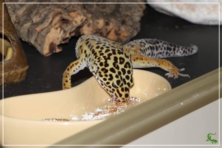 Best Reptile Food - Reptile Jam