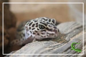 Leopard Gecko Natural Habitat (And Recreating it at Home) - Reptile Jam