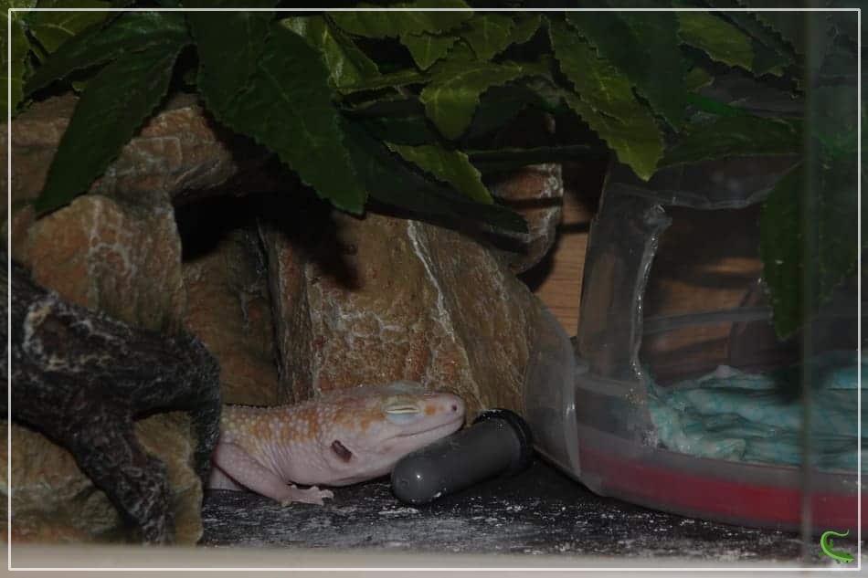 Do Leopard Geckos Hibernate?