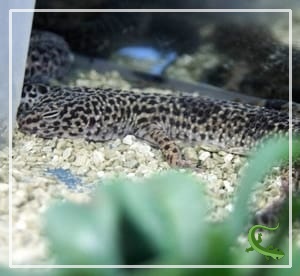 Do Leopard Geckos Hibernate?