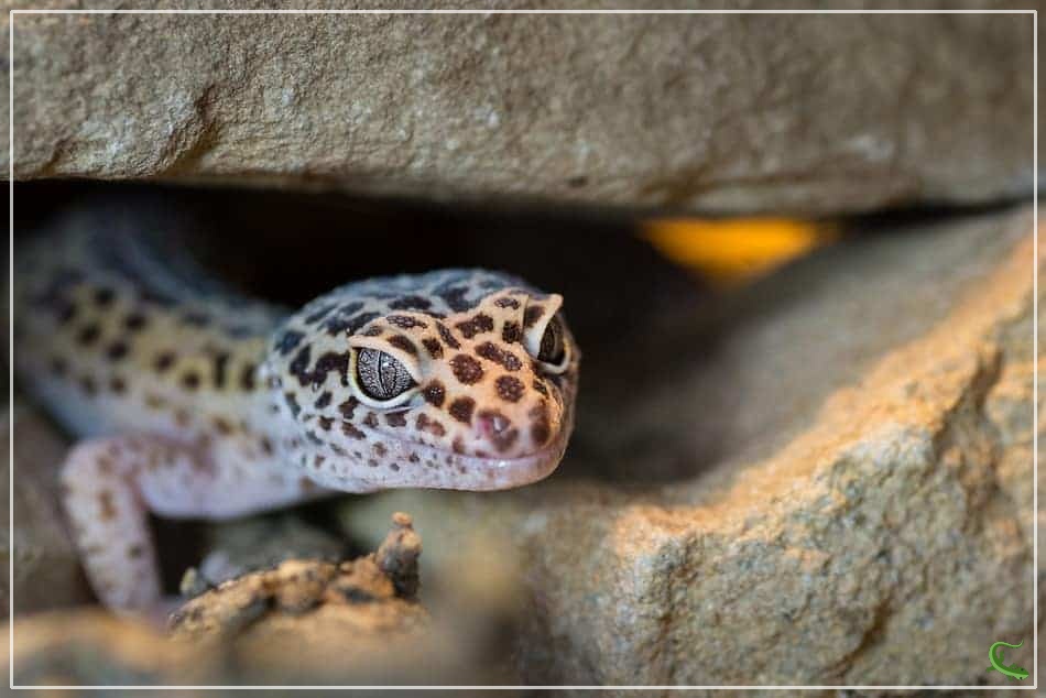 How Do Leopard Geckos Adapt to Their Environment?