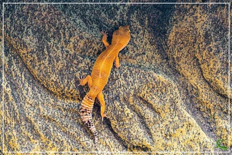 20 Fun Facts About Leopard Geckos - Reptile Jam