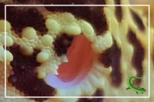 20 Fun Facts About Leopard Geckos - Reptile Jam