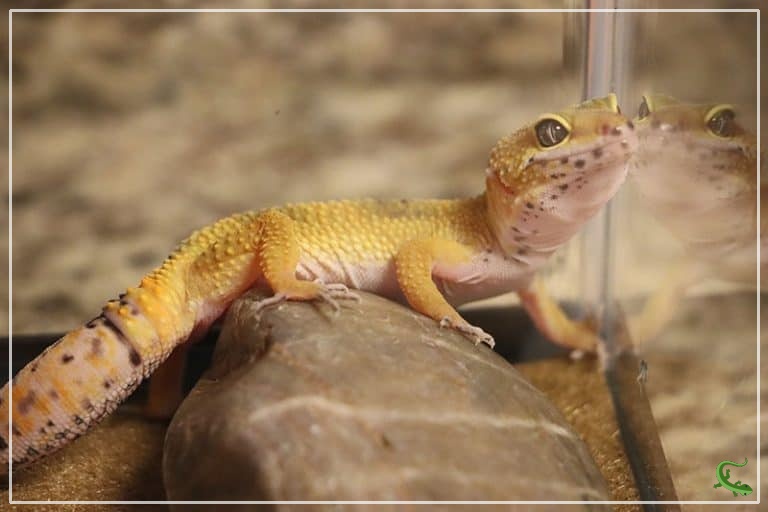 How Often Should I Clean My Leopard Gecko Tank? - Reptile Jam