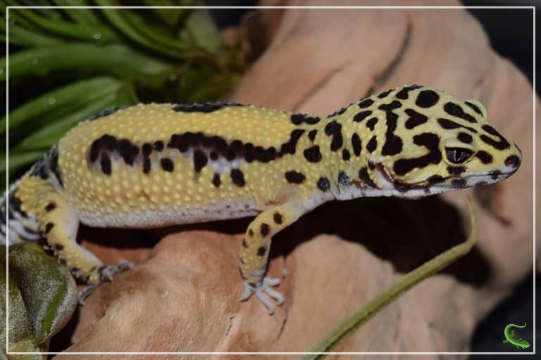 20 Fun Facts About Leopard Geckos - Reptile Jam