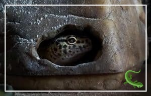 How Often Do Leopard Geckos Poop? - Reptile Jam