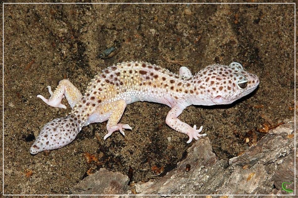 Does It Hurt When a Leopard Gecko Loses Its Tail?