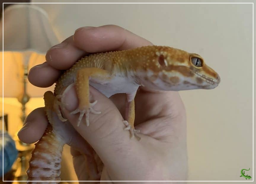 5 Ways on How to Tame an Older Leopard Gecko