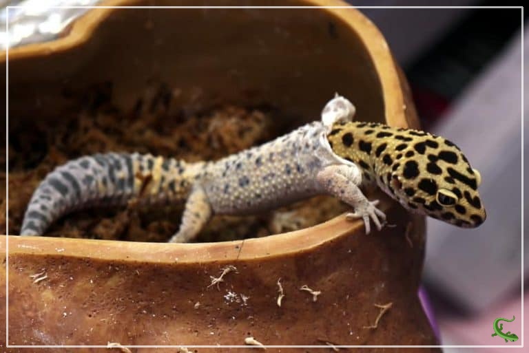 How Often Do Leopard Geckos Shed?