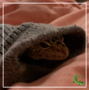 Helpful Tips For Finding a Lost Leopard Gecko - Reptile Jam