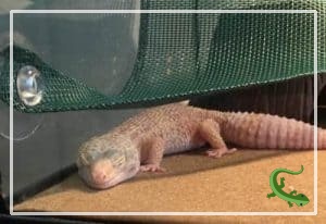 How Much Does It Cost to Euthanize a Leopard Gecko? - Reptile Jam
