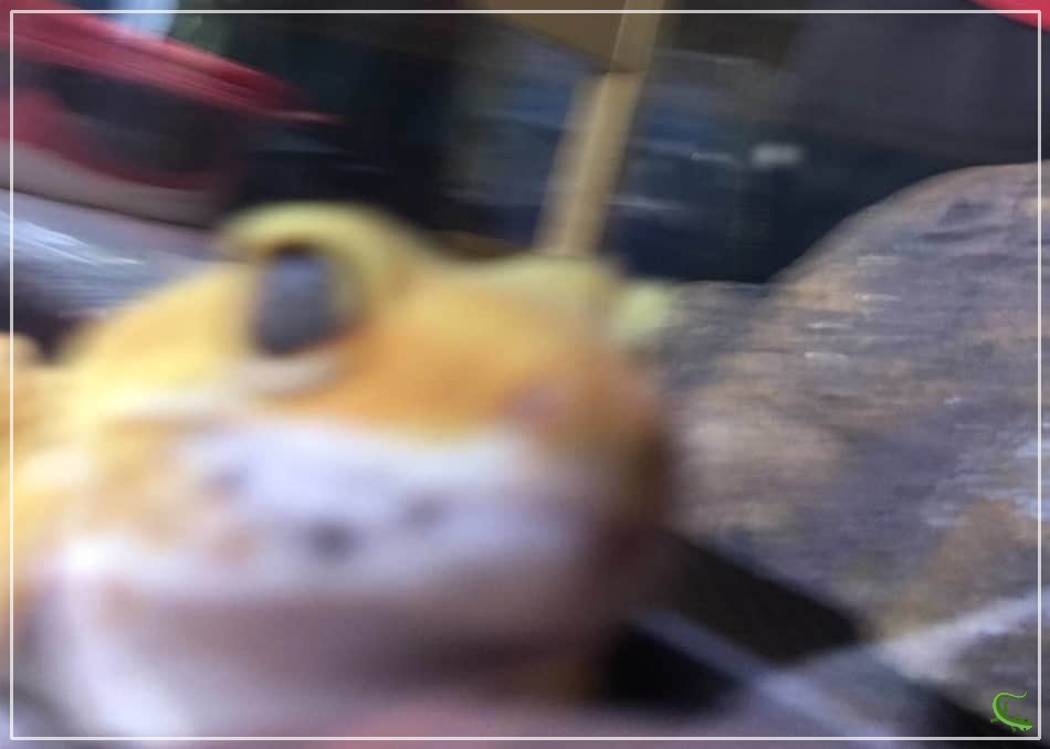 Are Leopard Geckos Blind?