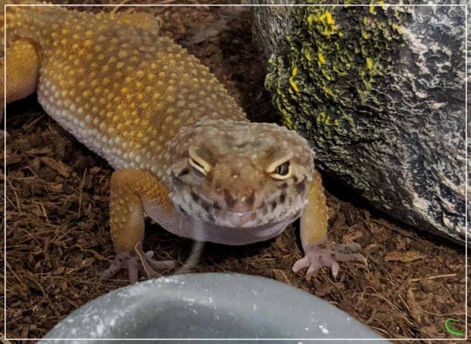 Why Does My Leopard Gecko Wink?