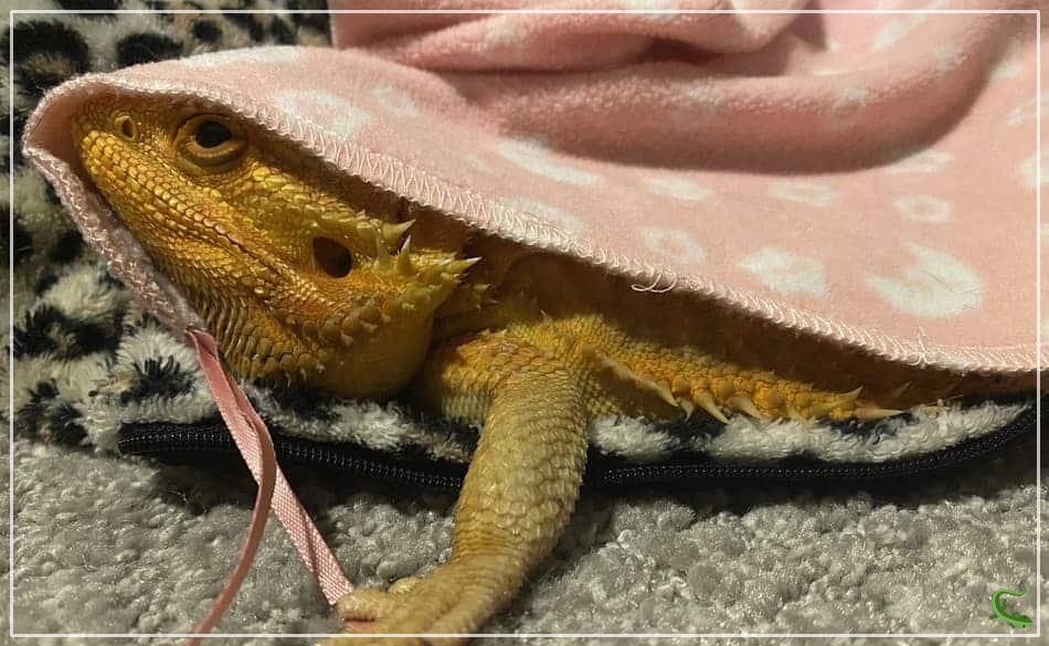Do Bearded Dragons Like Blankets?