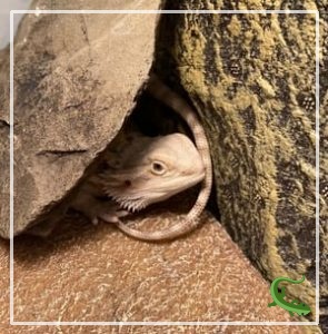 Are Bearded Dragons Scared of Thunder? - Reptile Jam