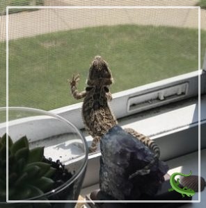 How to Bond With Your Bearded Dragon (15 Fun Activities) - Reptile Jam