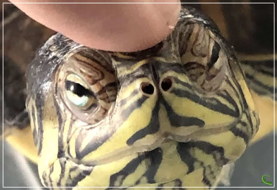 Why Does My Turtle Follow My Finger?