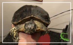 Why Did My Turtle Pee on Me? - Reptile Jam
