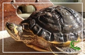 Why Is My Turtle Rubbing Its Shell? - Reptile Jam