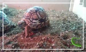 Why Does My Tortoise Pee White Stuff? - Reptile Jam