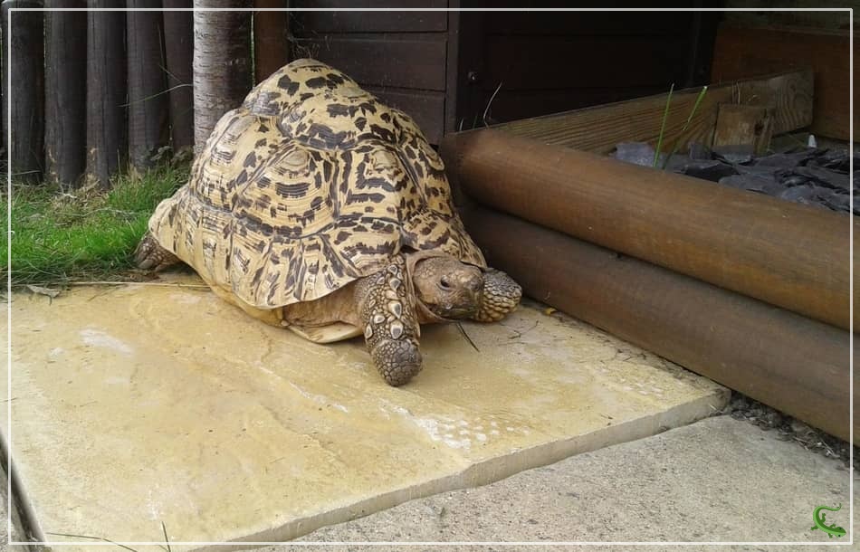 Why Does My Tortoise Go to the Corner?