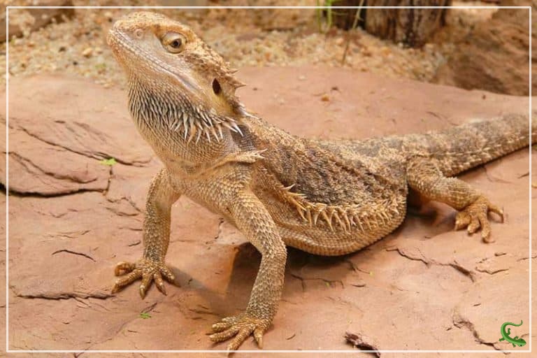 Bearded Dragon Weight Chart - Normal, Obese, Skinny - Reptile Jam
