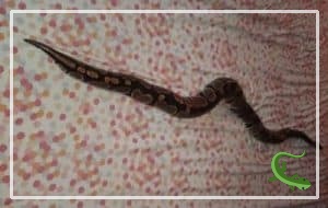 Can I Let My Ball Python Roam Around My Room? - Reptile Jam