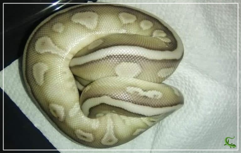 Why Is My Ball Python Balled Up? - Reptile Jam