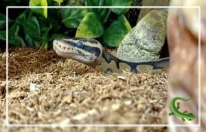 Why Is My Ball Python Balled Up? - Reptile Jam