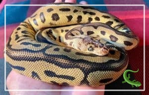 Why Is My Ball Python Balled Up? - Reptile Jam