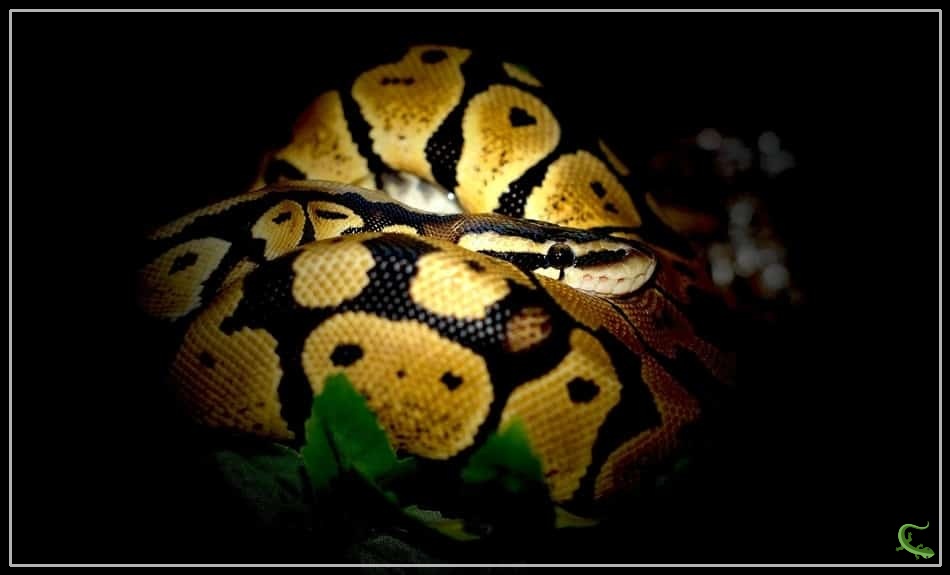 Why Does My Ball Python Only Come Out At Night 