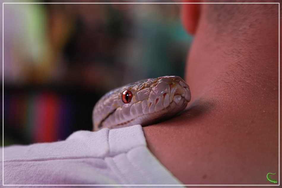 Can I Put My Snake Around My Neck?
