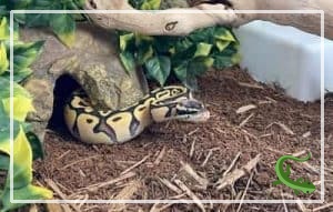 Why Is My Ball Python Moving So Much? - Reptile Jam