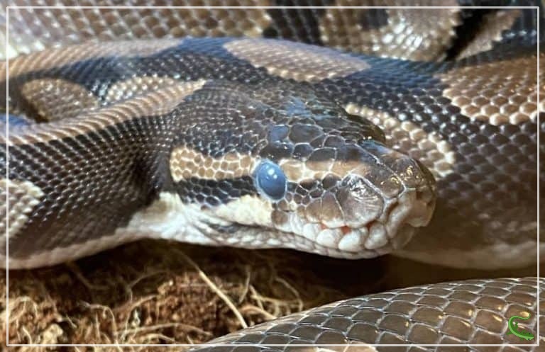 Why Is My Ball Python's Eye Dented?