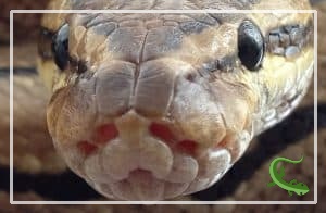 Why Is My Ball Python’s Eye Dented? - Reptile Jam