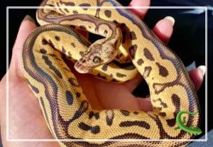 Why Does My Ball Python Keep Striking? - Reptile Jam