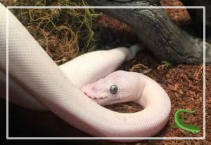 Why Does My Ball Python Keep Striking? - Reptile Jam