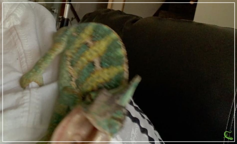 Why Is My Chameleon Aggressive?