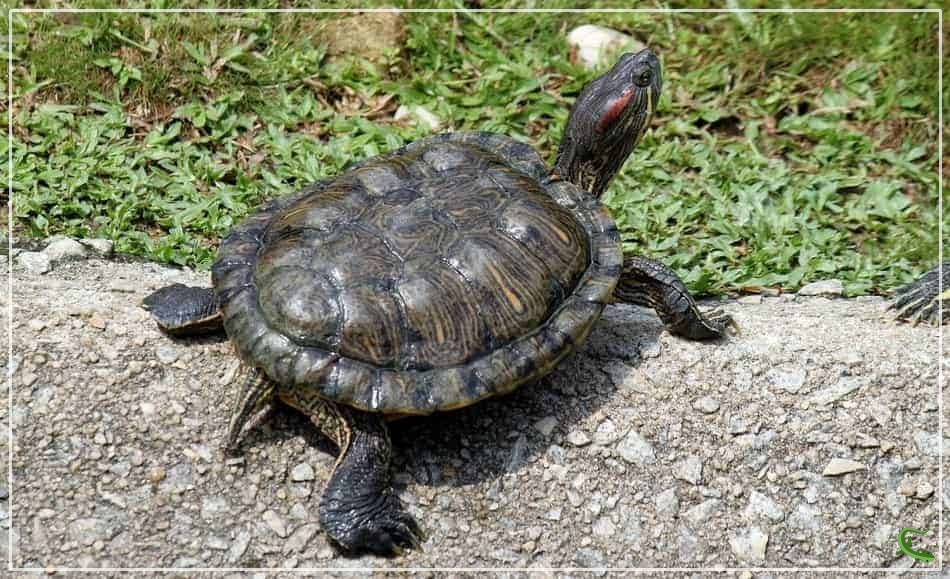 Why Does My Tortoise Wiggle His Bum?