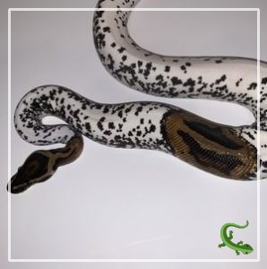 Why Is My Ball Python’s Head So Small? - Reptile Jam
