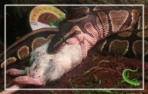 Can I Feed My Ball Python More Than One Mouse? - Reptile Jam