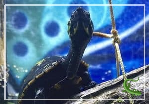 Why Does My Turtle Puff His Neck? - Reptile Jam