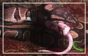 Why Is My Ball Python Always Hungry? - Reptile Jam
