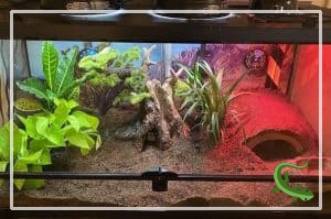 Can Ball Pythons Share a Tank? - Reptile Jam