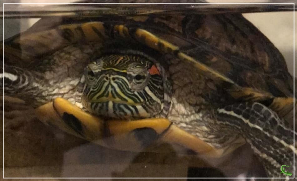 Why Is My Turtle Spitting Water?
