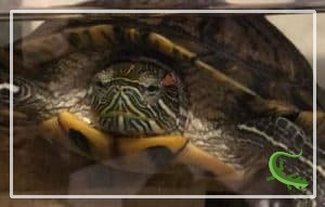 Why Is My Turtle Spitting Water? - Reptile Jam