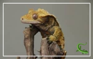 Why Is My Crested Gecko Moving in Slow Motion? - Reptile Jam