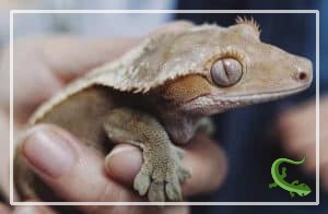 Why Is My Crested Gecko Moving in Slow Motion? - Reptile Jam
