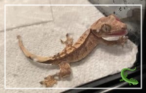 How Often Should Crested Geckos Poop? - Reptile Jam