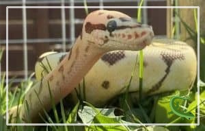 Can You Keep a Ball Python Outside? - Reptile Jam